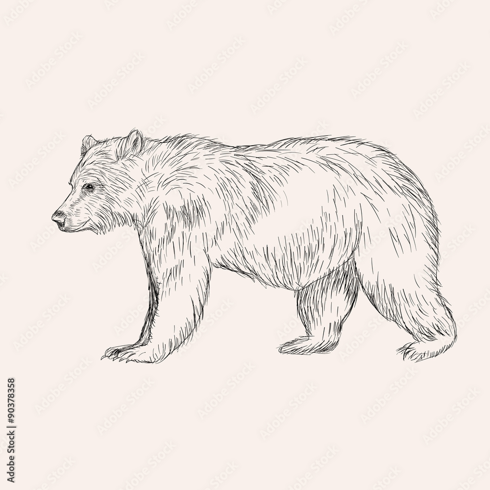 Sketch bear. Hand drawn vector illustration isolated. Engraving Stock ...