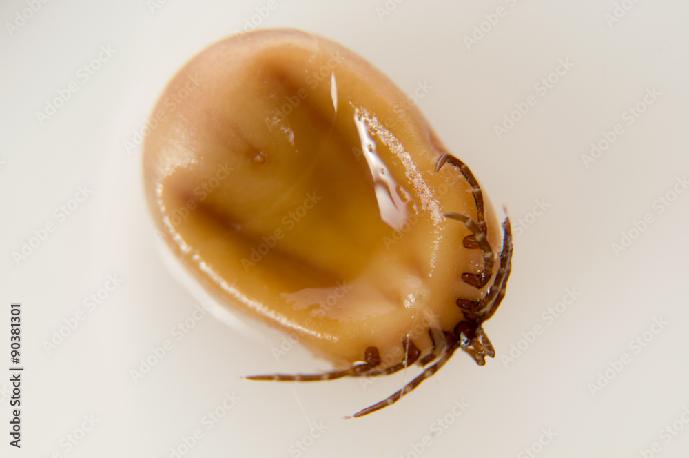 white background Ticks Stock Photo | Adobe Stock