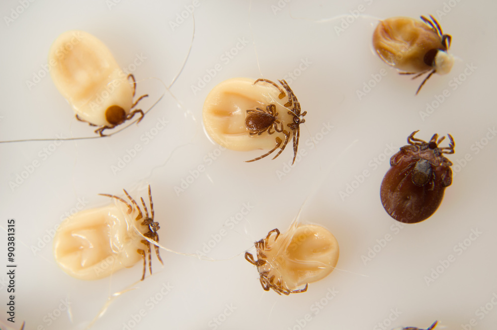 white background Ticks Stock Photo | Adobe Stock
