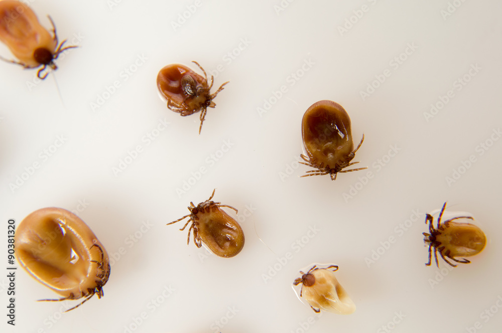white background Ticks Stock Photo | Adobe Stock