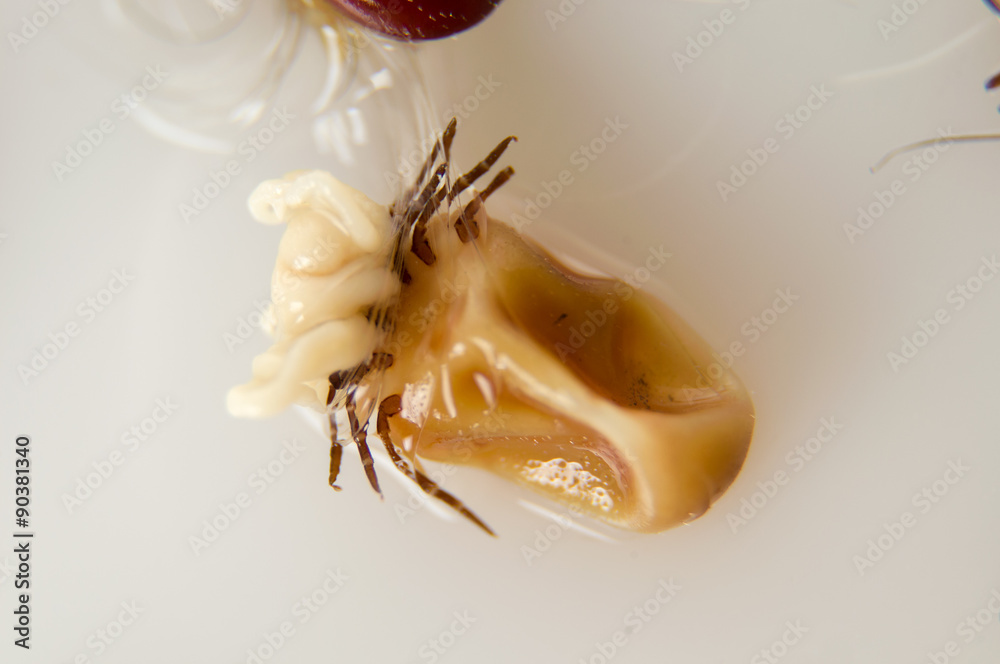 white background Ticks Stock Photo | Adobe Stock