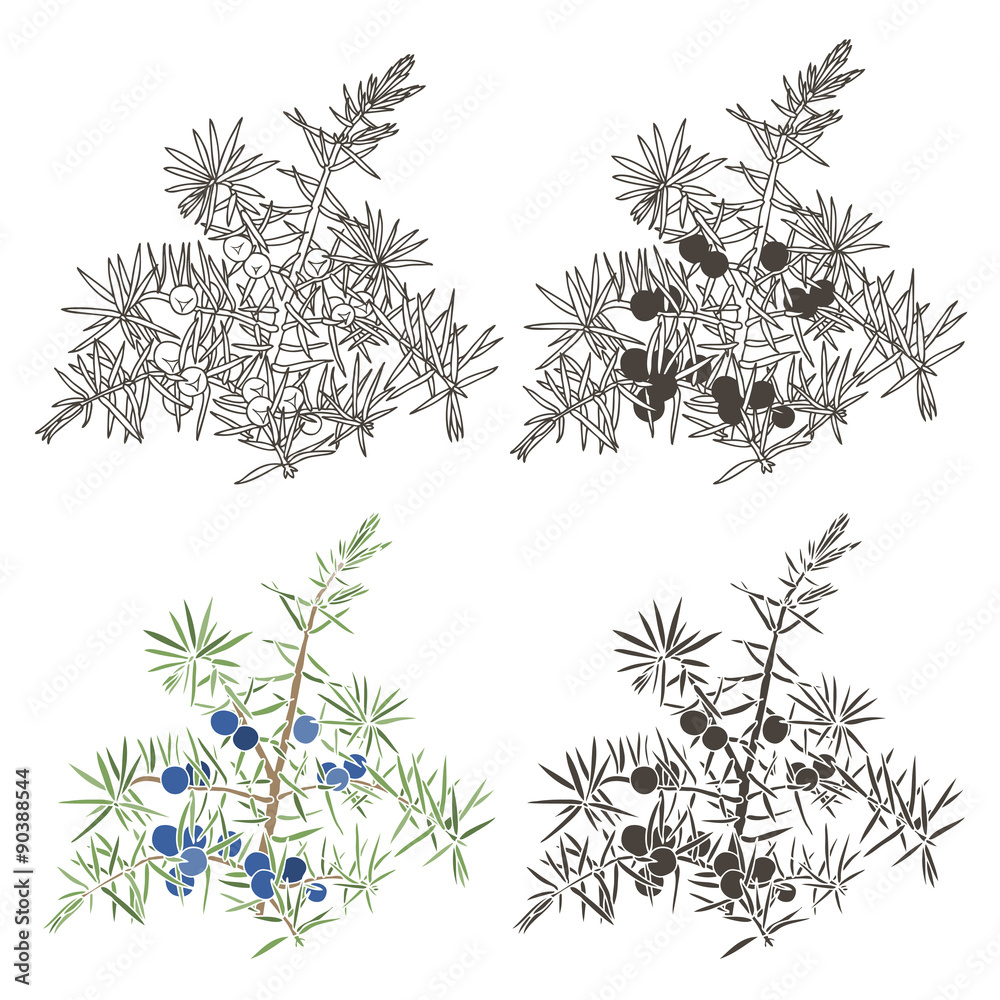 Vector set of juniper. Hand drawn illustration, isolated element Stock ...