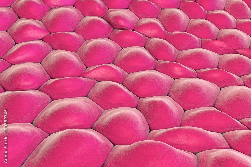 Human Epithelial Skin Cells