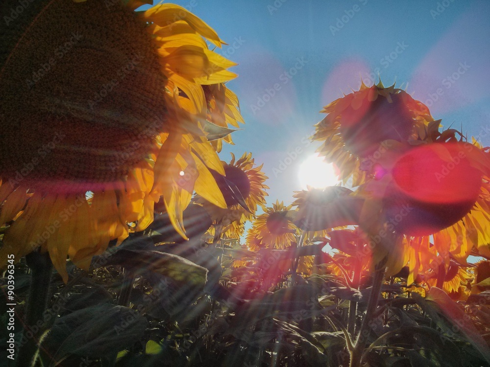Sunflower emotions Stock Photo | Adobe Stock