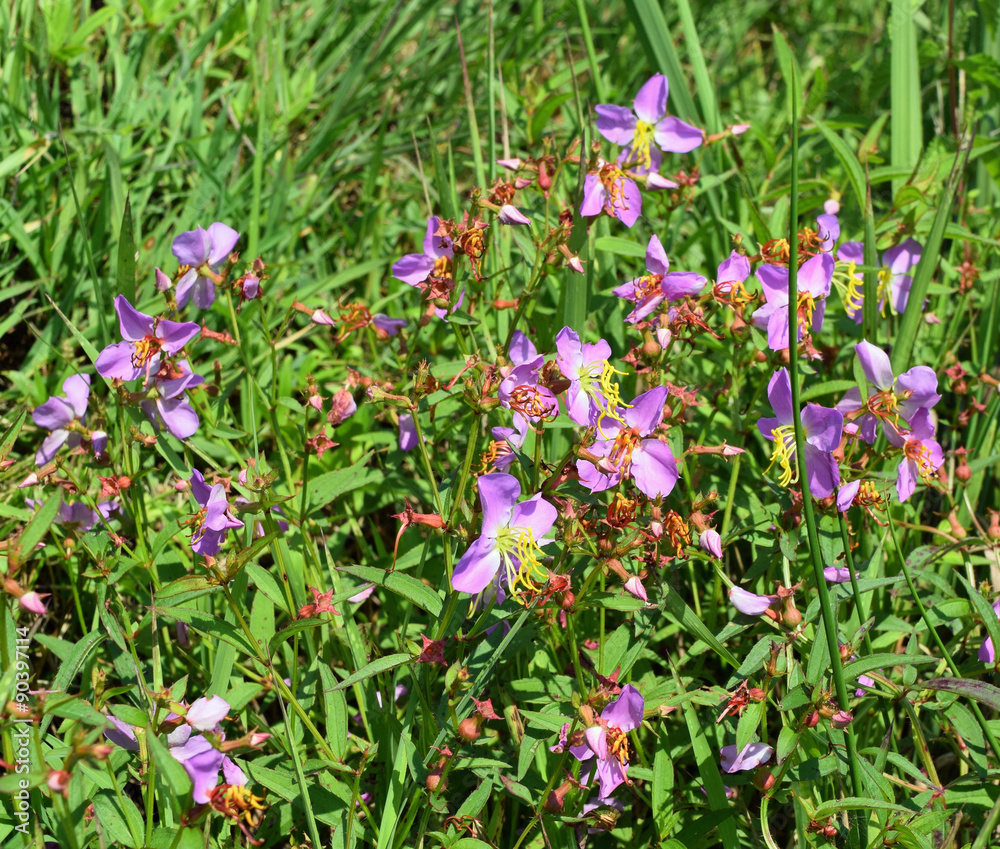 Rhexia mariana flowers in Mississippi Stock Photo | Adobe Stock
