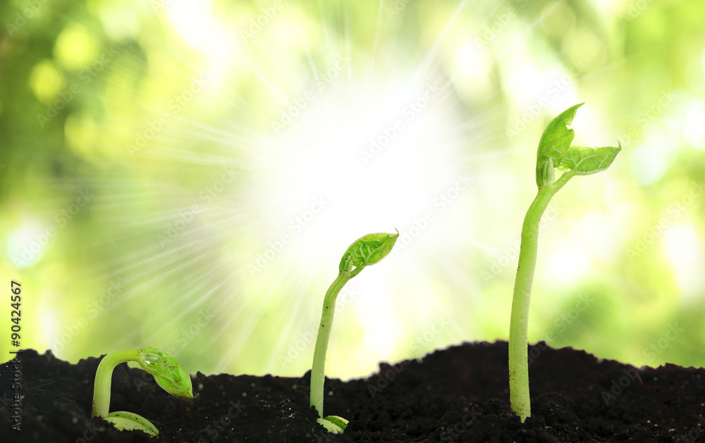 Bean seed germination different stages on nature background Stock Photo ...