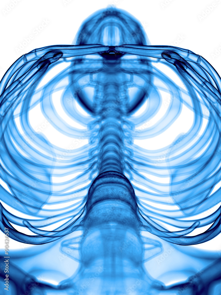 accurate medical illustration of the thorax Stock Illustration | Adobe ...