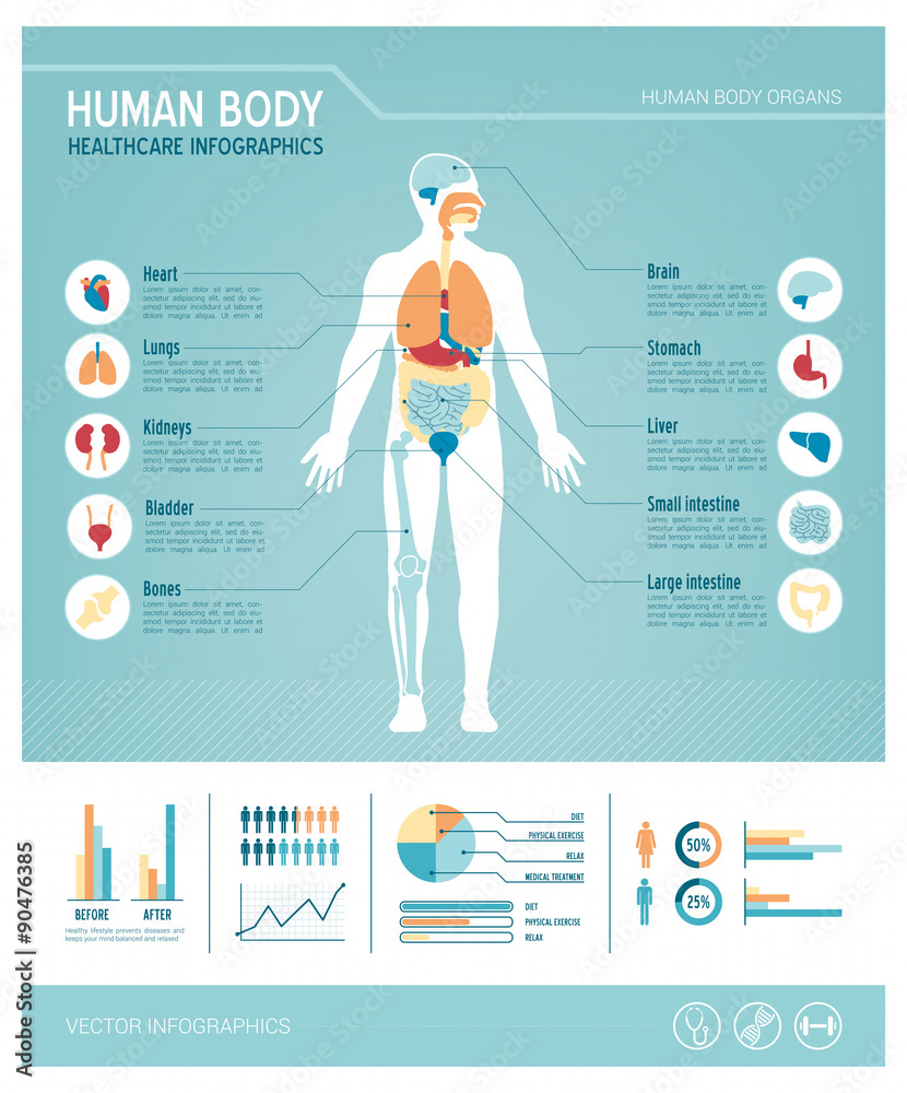 Human body infographics Stock Vector | Adobe Stock