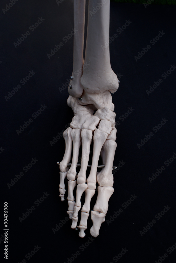 Anterior View of The Foot Stock Photo | Adobe Stock