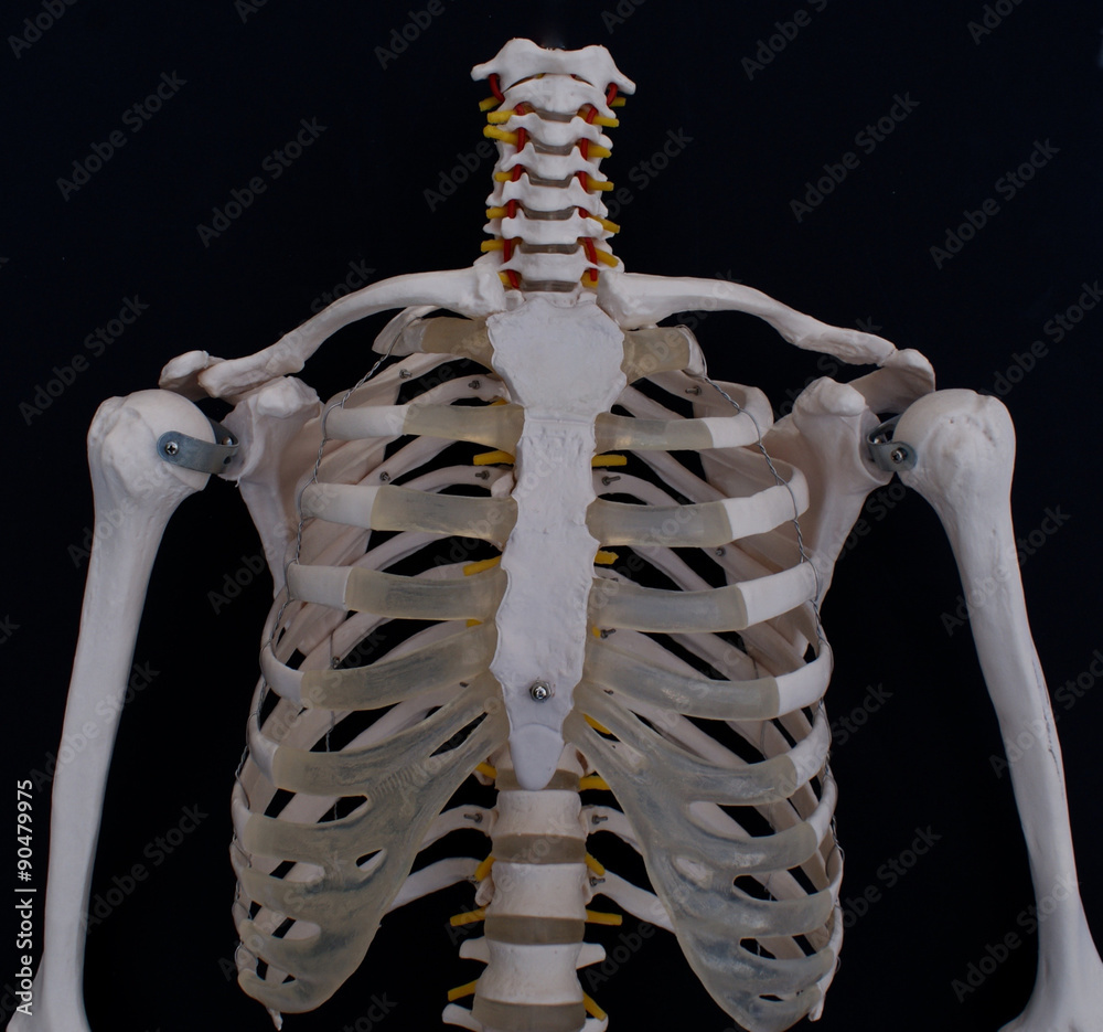 Bones of the Thorax Stock Photo | Adobe Stock