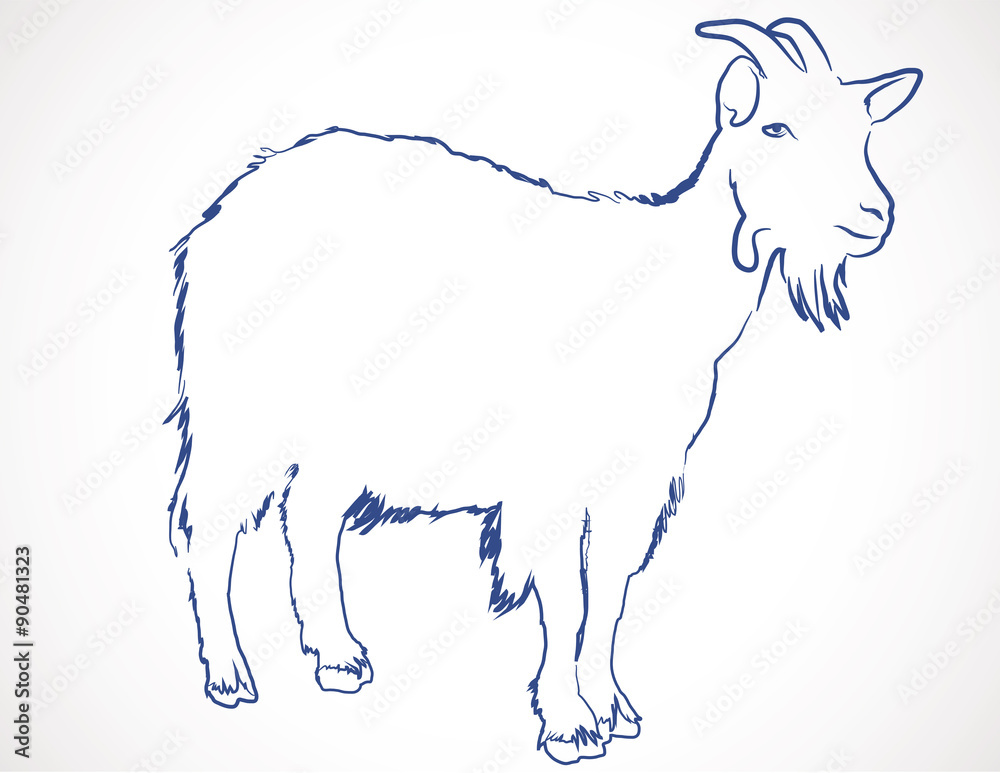 dessin de chèvre Stock Vector | Adobe Stock