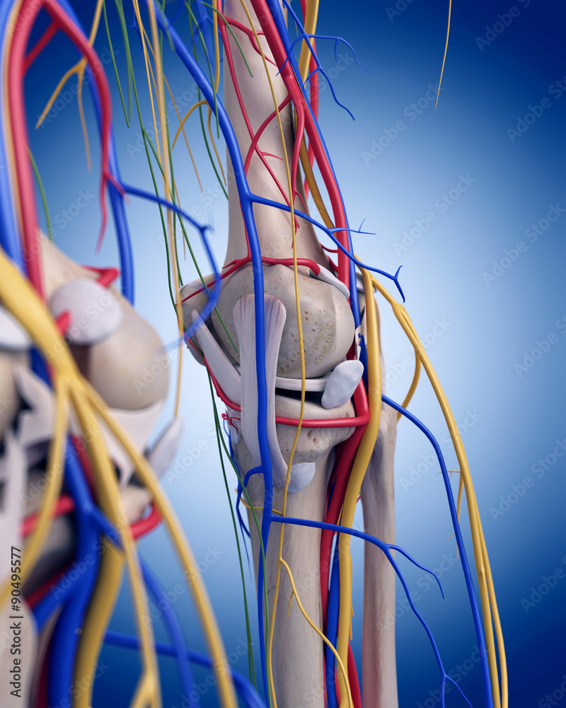 medically accurate illustration of the knee anatomy Stock Illustration ...