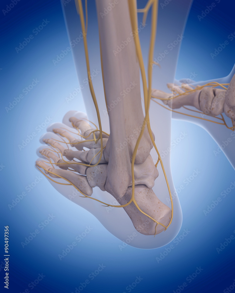 medically accurate illustration - nerves of the foot Stock Illustration ...