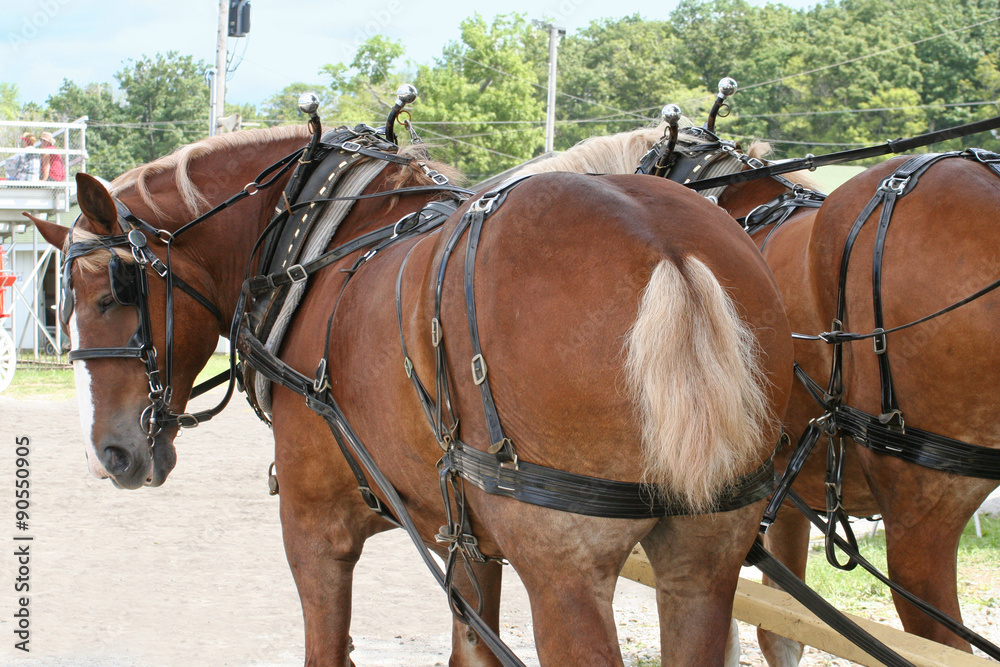 Belgian Draft Horse Matched Pair