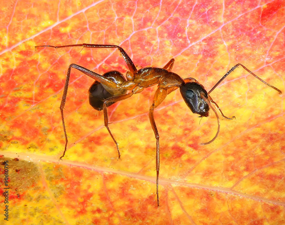 Ant on the color leaf natural background Stock Photo | Adobe Stock