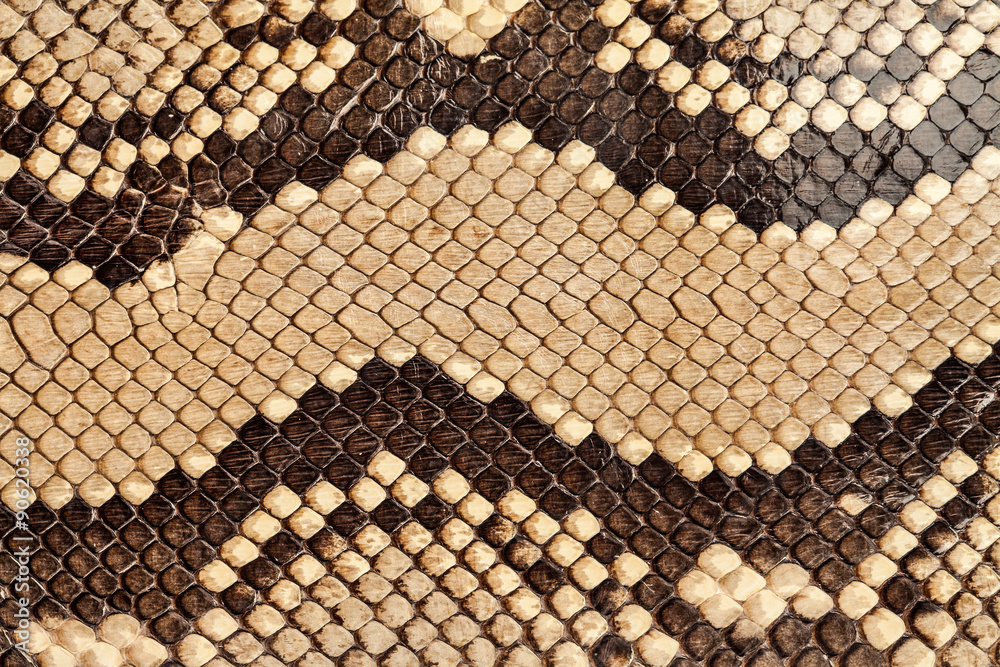 Snake skin. Stock Photo | Adobe Stock