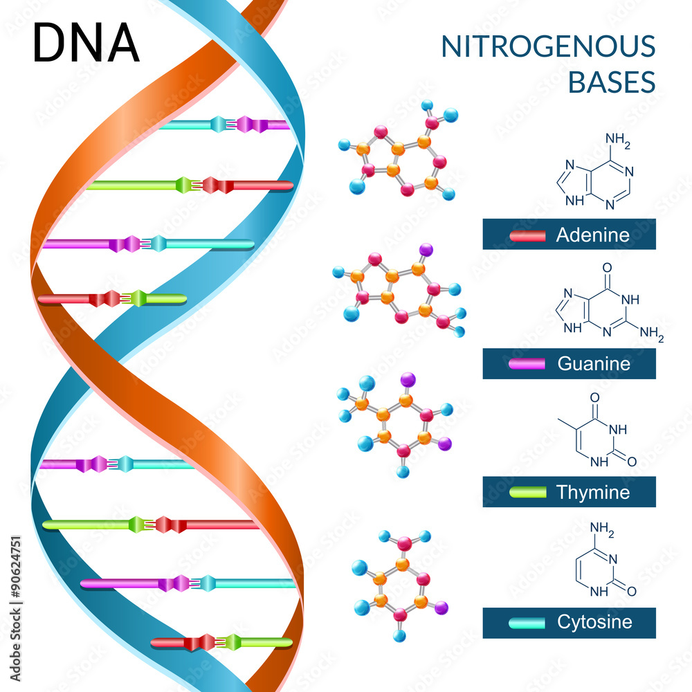 Dna Bases Poster Stock Illustration | Adobe Stock