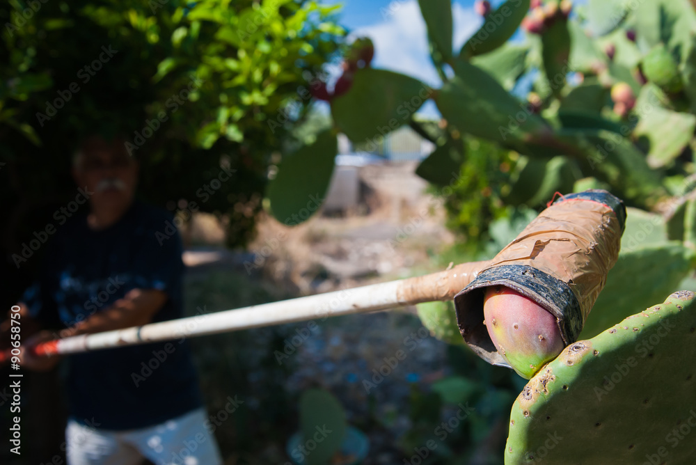 Siciian prickly pear picker at work using the typical regional tool ...