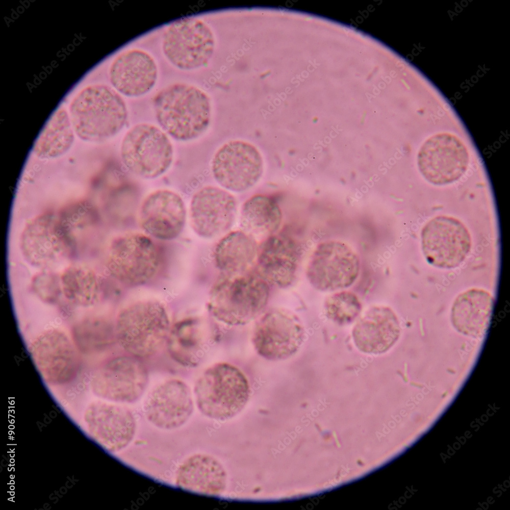 Bacterial Cells Under Microscope 400x