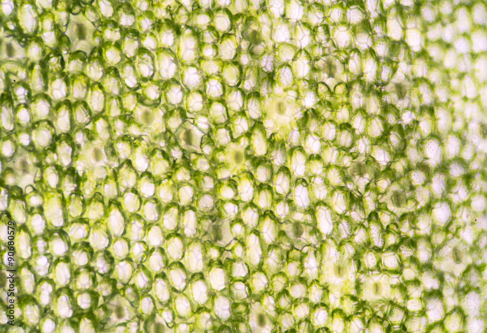 plant cells under microscope Stock Photo | Adobe Stock