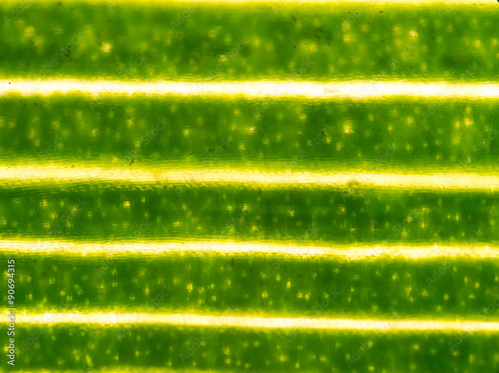 microscopic view of the leaf surface showing plant cells. ภาพถ่ายสต็อก ...