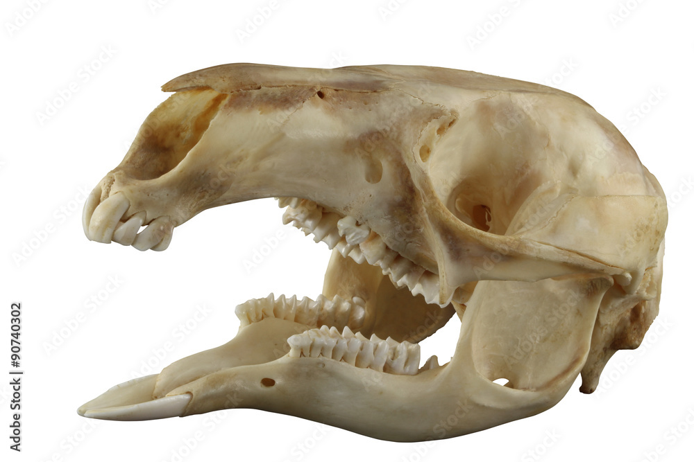 Skull of kangaroo with opened mouth isolated on a white background. All ...