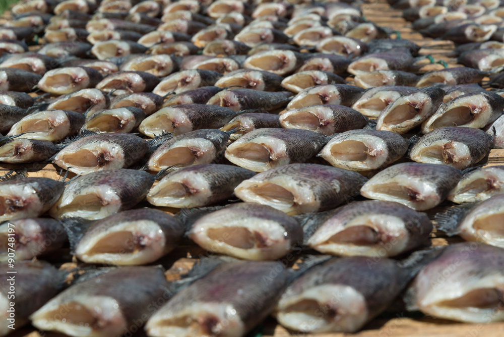 Snake Skin Gourami Fish,Pla Salit (Trichogaster pectoralis) Stock Photo ...