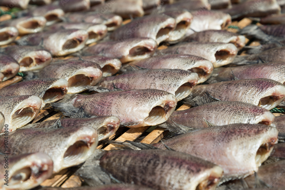 Snake Skin Gourami Fish,Pla Salit (Trichogaster pectoralis) Stock Photo ...