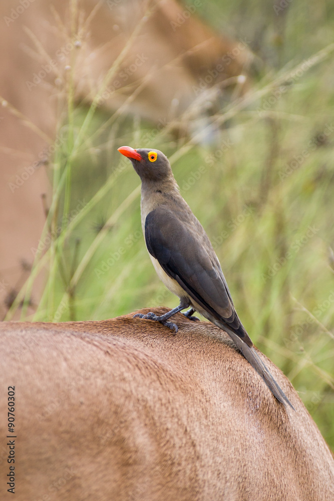Red Billed Oxpecker