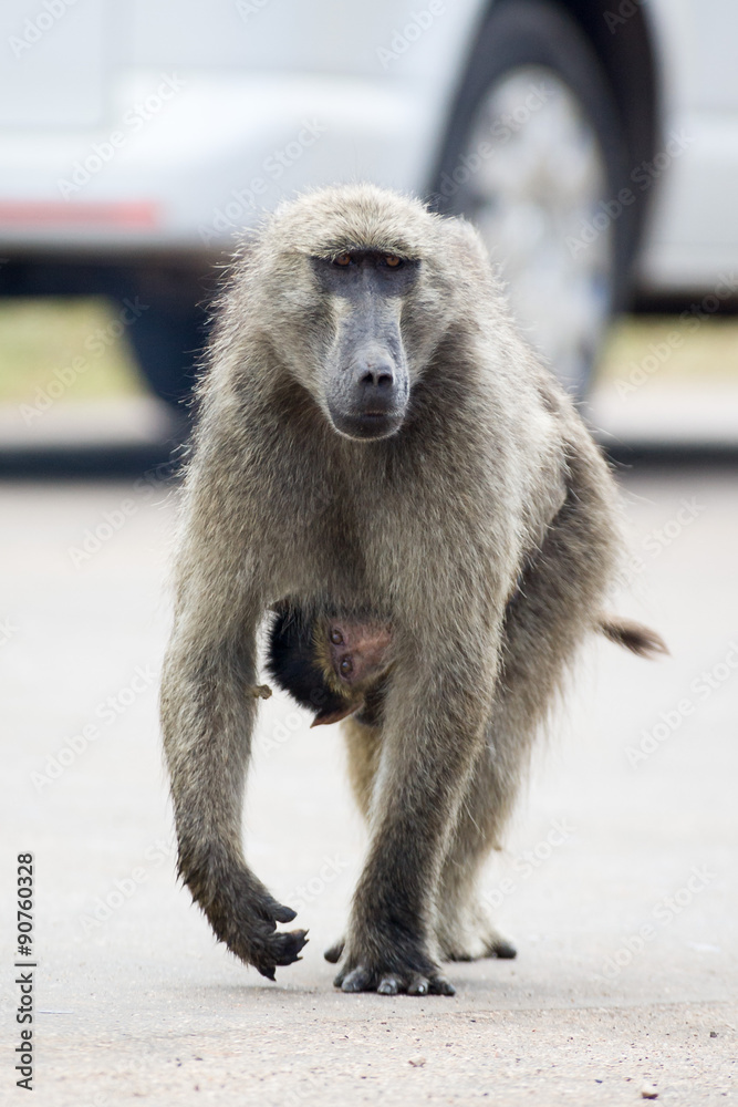 Wild baboon mother walking down the road with her baby clinging to her ...