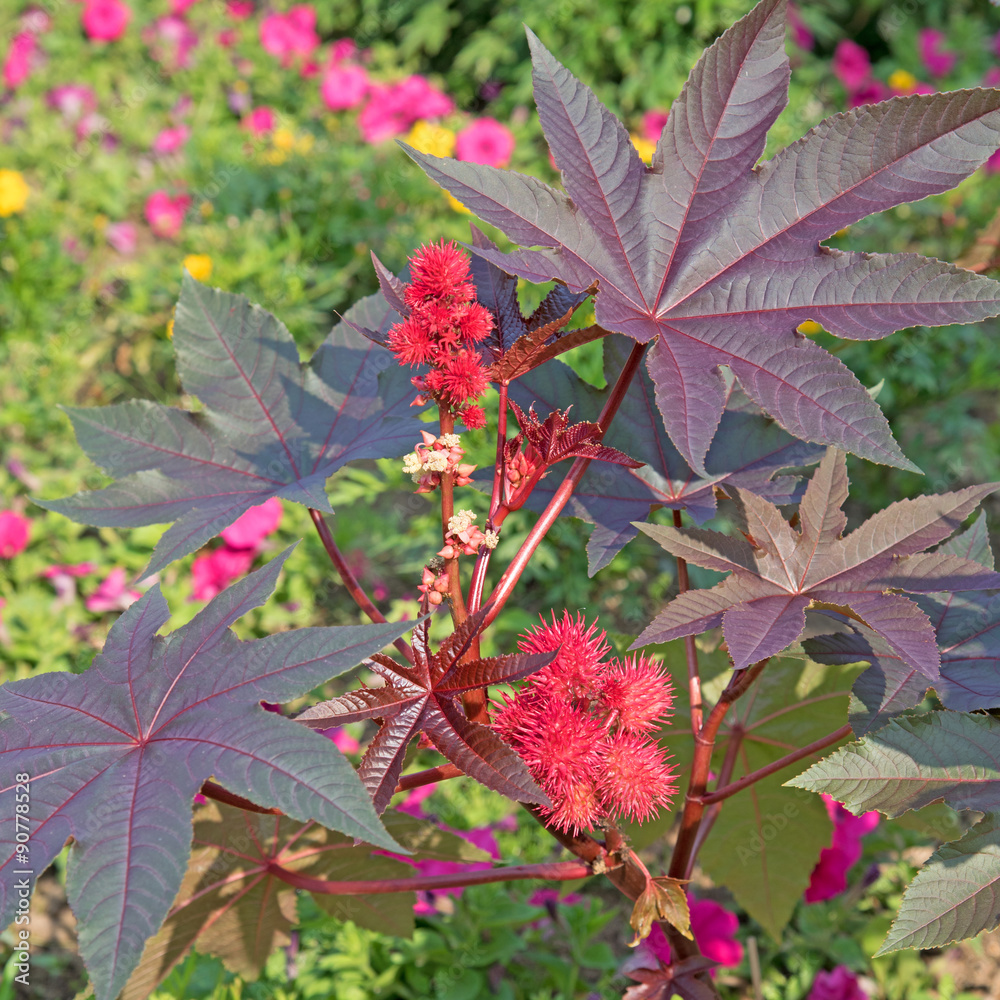 Rizinusbaum - Ricinus communis Stock-Foto | Adobe Stock