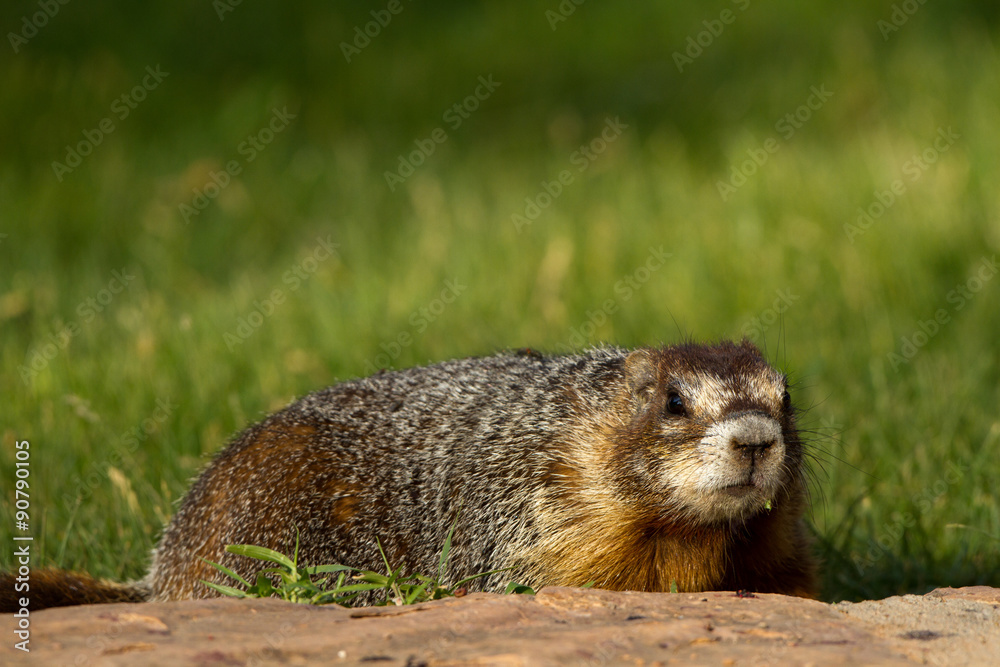 Yellow-bellied Marmot in his natural habitat in Capitol Reef National ...