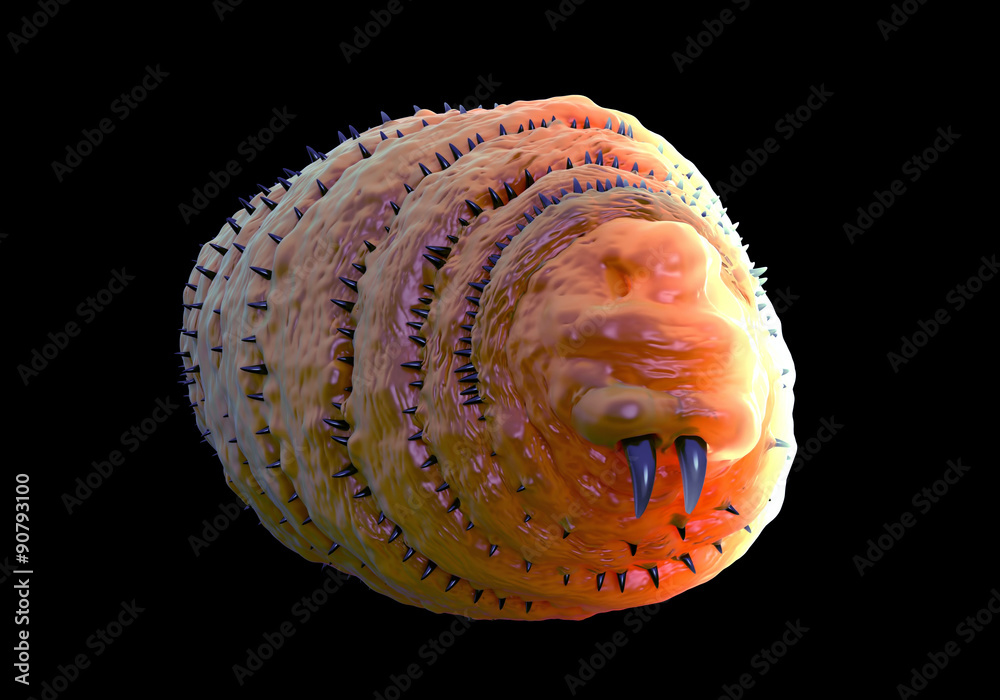 Botfly ,Bot fly larva or Gasterophilus parasitic fly larva Stock ...