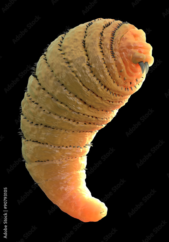 Botfly ,Bot fly larva or Gasterophilus parasitic fly larva Stock ...