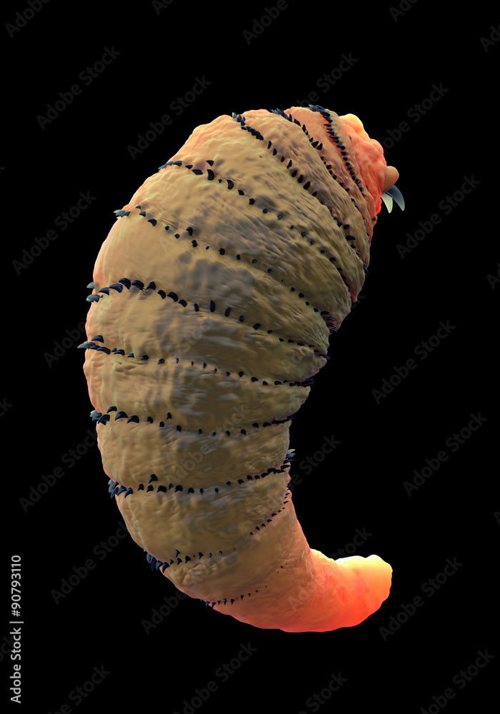 Botfly ,Bot fly larva or Gasterophilus parasitic fly larva Stock ...