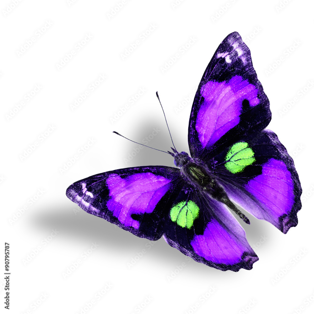 Real Purple Butterfly Flying