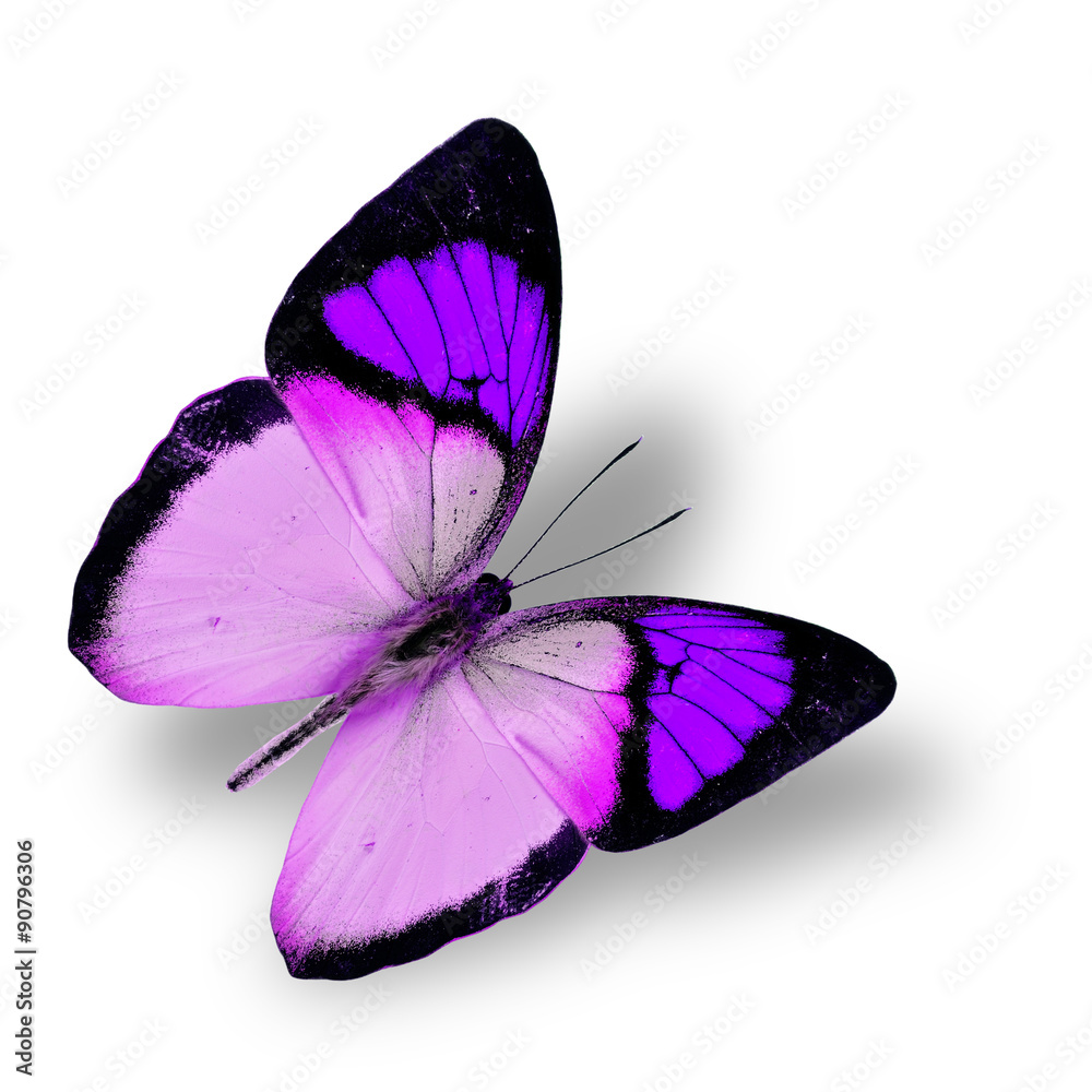 Real Purple Butterflies Flying
