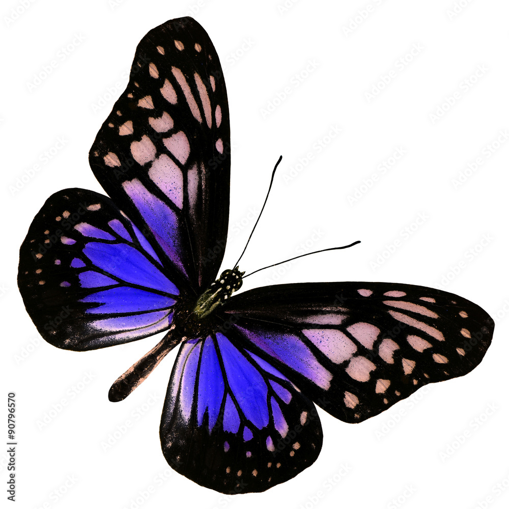 Exotic of Blue Butterfly in fancy color profile isolated on whi Stock ...
