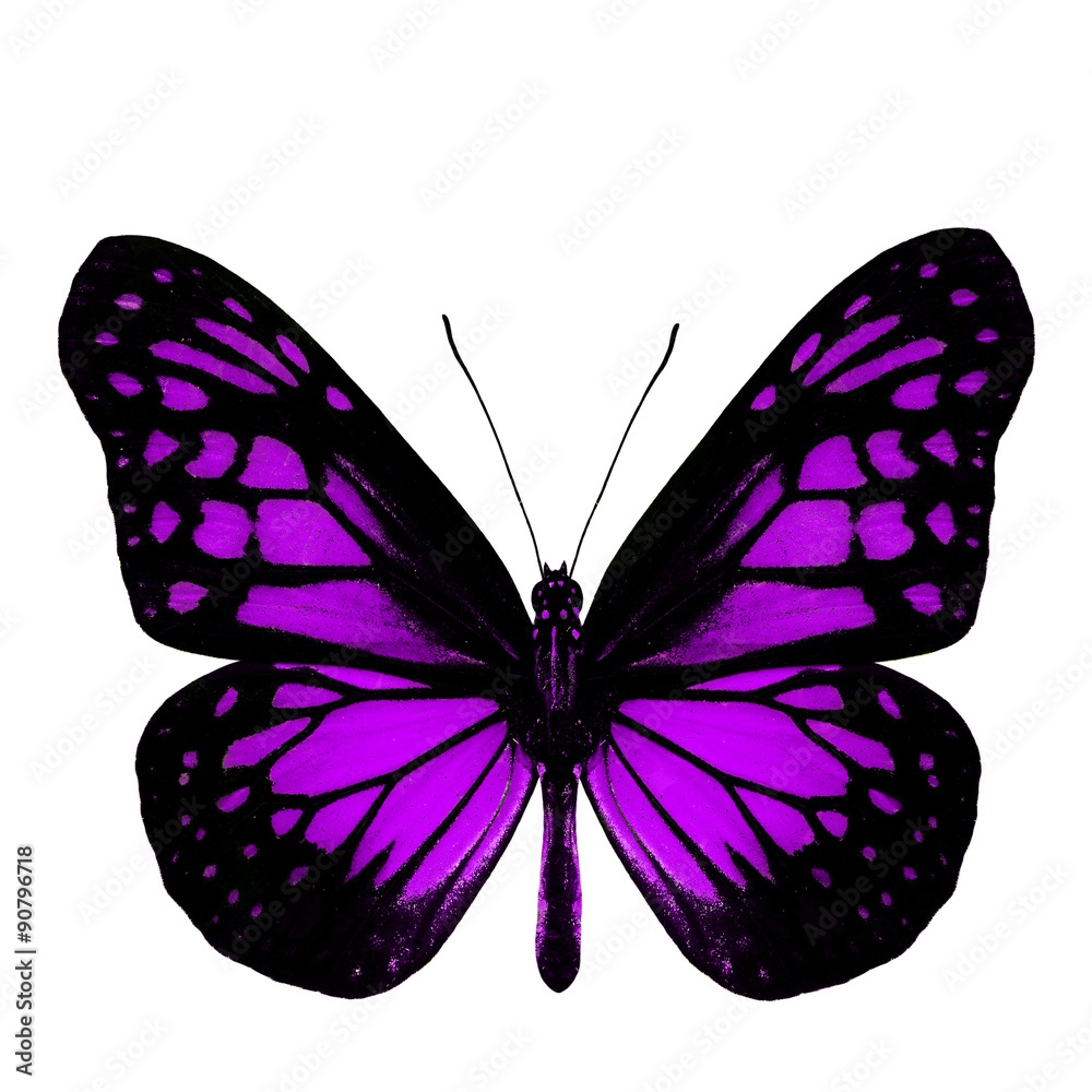 The most beautiful purple butterfly in fancy color profile isola Stock ...