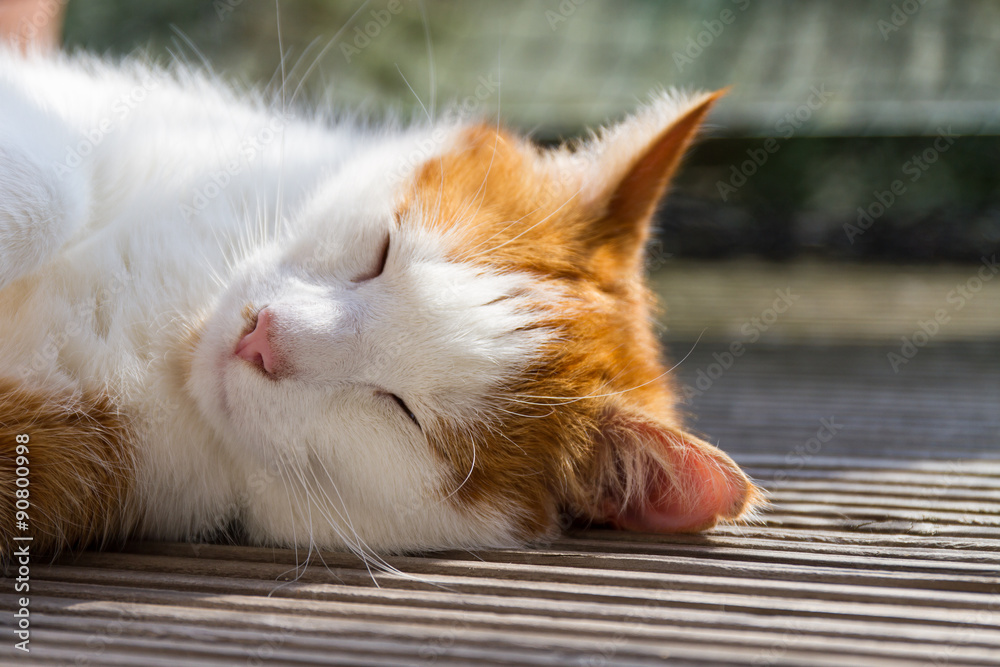 Hauskatze (Felis silvestris catus). Rot-Weisse Katze liegt in der Sonne ...