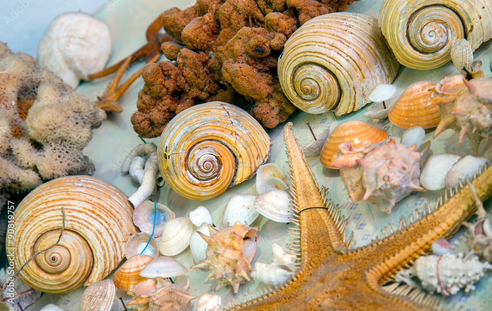Dead Dried Fishes and Seashells Stock Photo | Adobe Stock