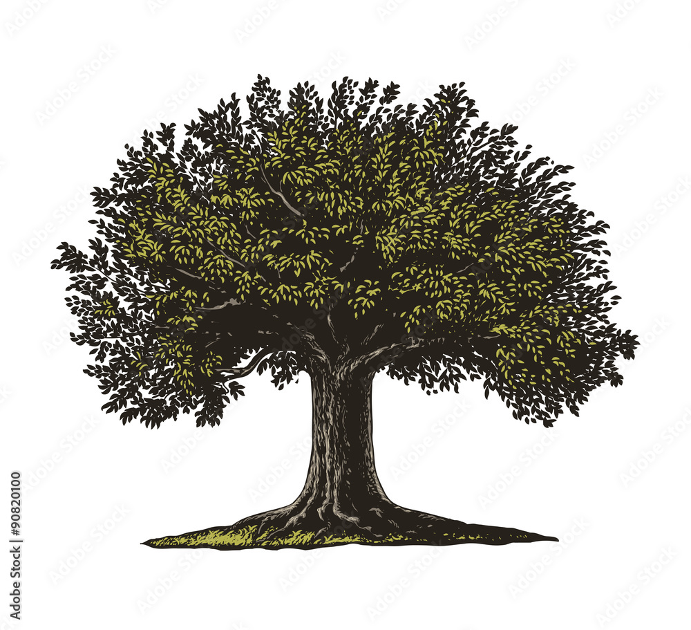Engraved Tree. Vector illustration of a fruit tree in vintage engraving ...