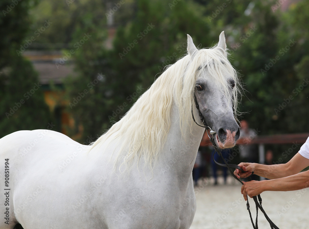 Hungarian Half Bred Horse