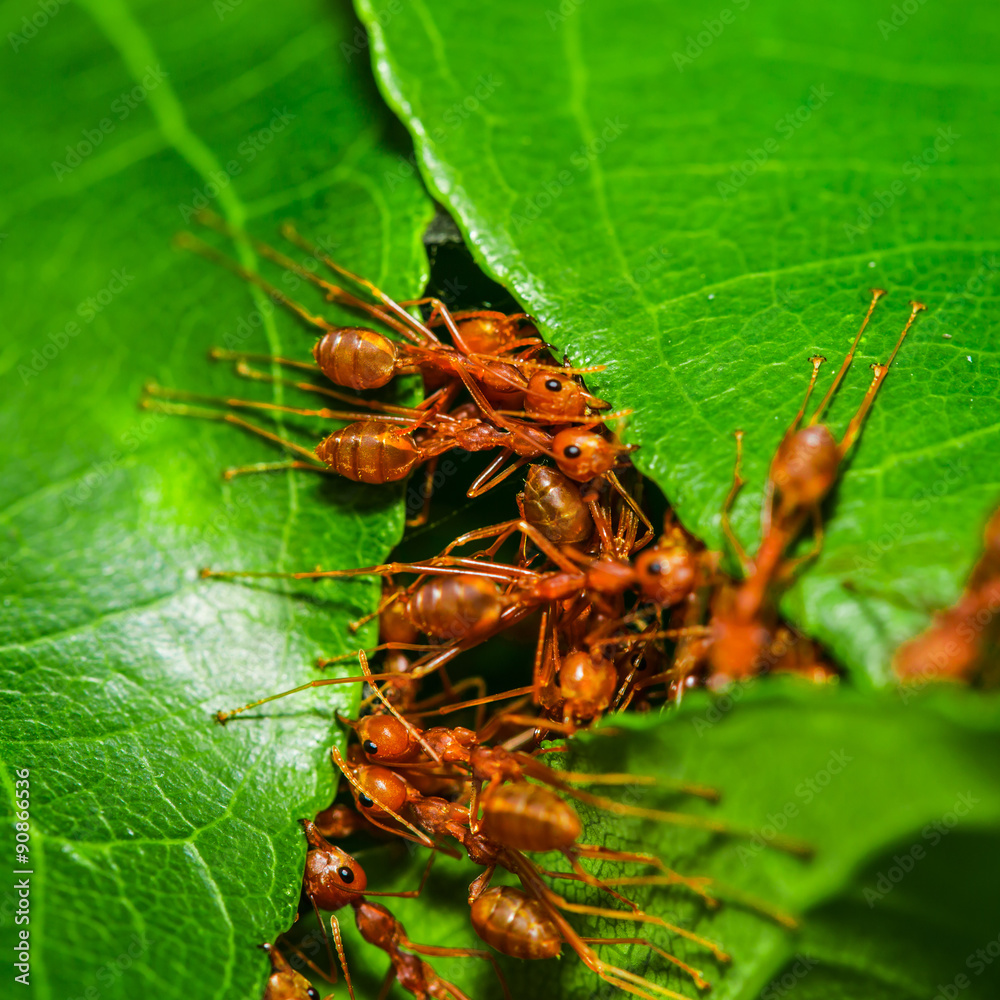 Weaver Ants (Oecophylla smaragdina) are working together to build a ...