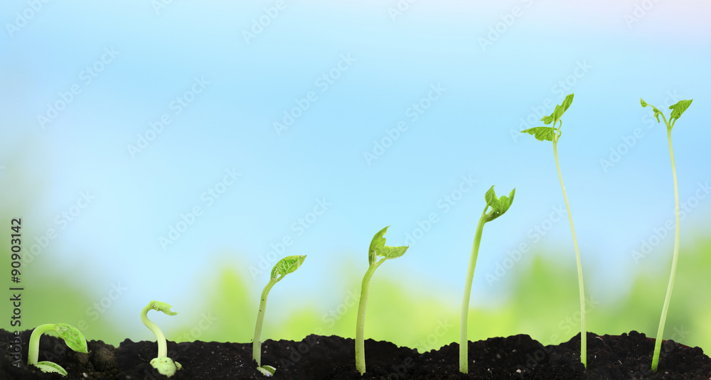 Bean seed germination different stages on nature background Stock Photo ...