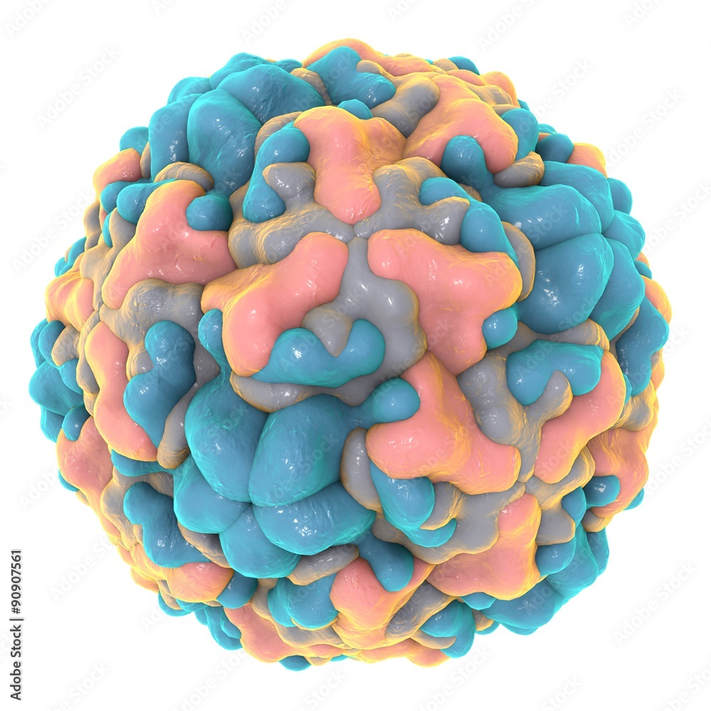 Rhinovirus serotype 16 isolated on white background. A virus causes ...
