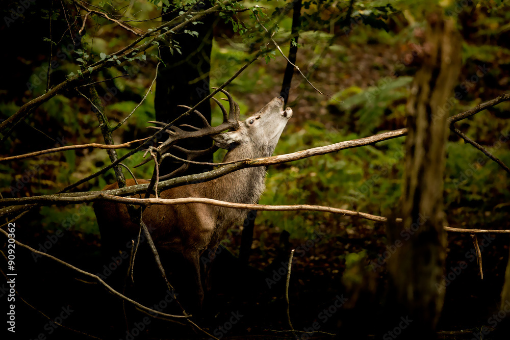 brame cerf forêt cri mammifère bois chasse reproduction Stock Photo ...