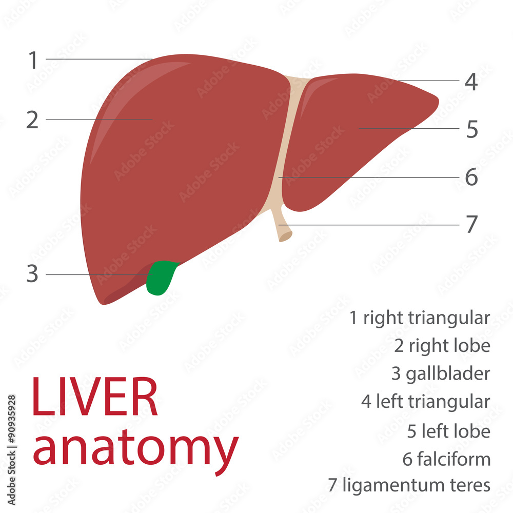 human liver anatomy with description. vector format illustration Stock ...