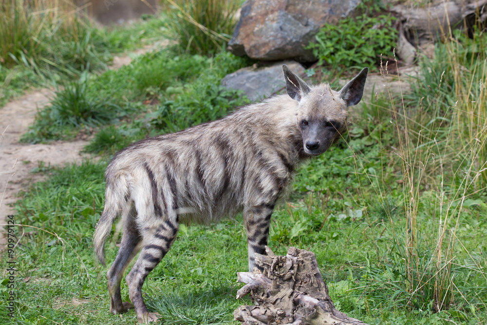 Striped hyena Hyaena Hyaena, observing surroundings. Stock Photo ...