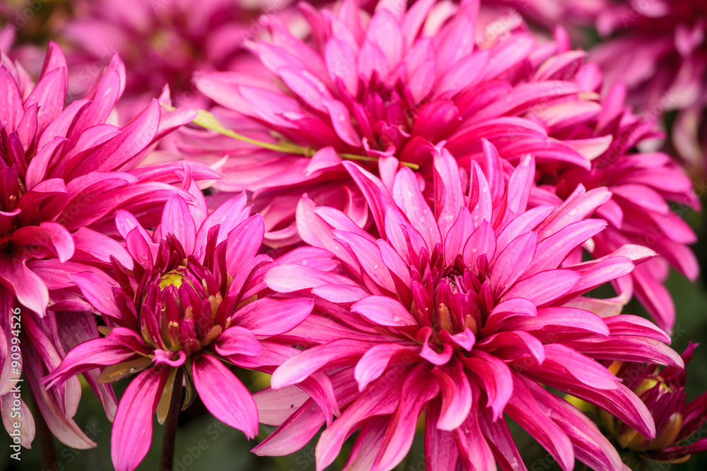 Big beautiful flower Stock Photo | Adobe Stock